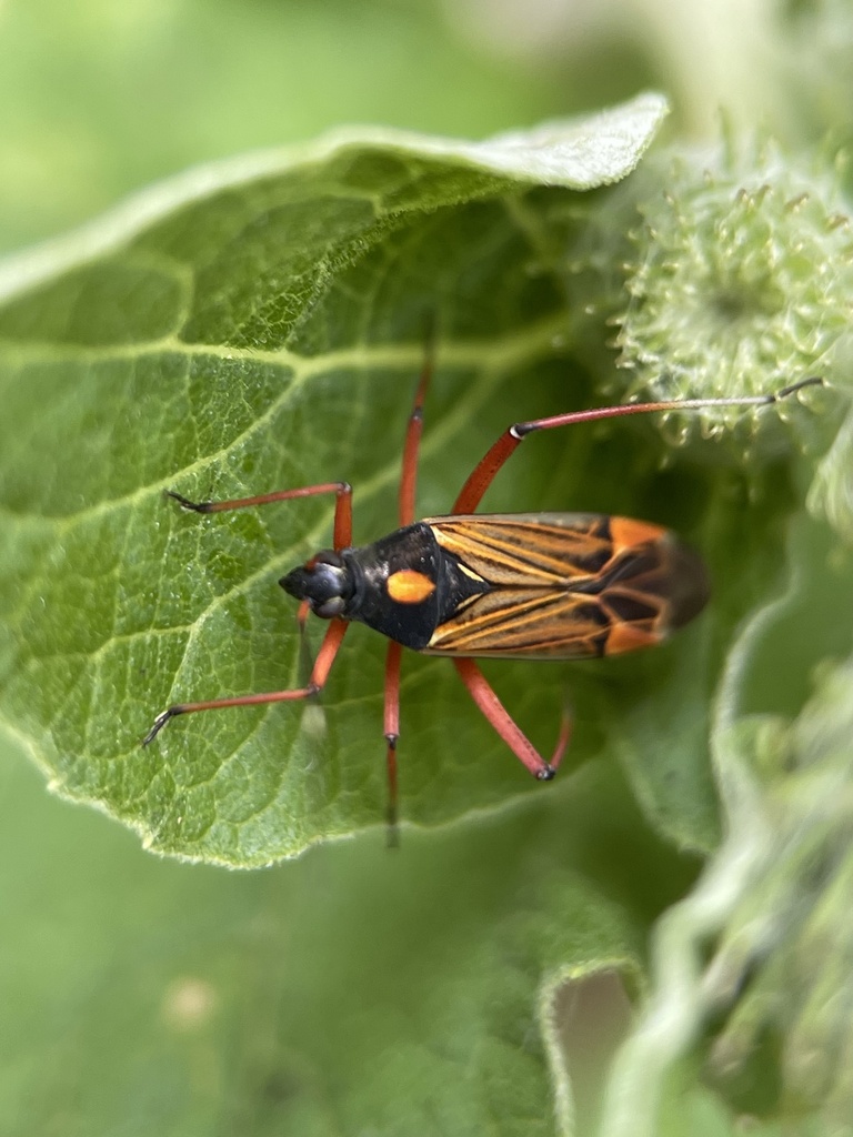 streaked plant bug from University of Sussex, Brighton, England, GB on ...