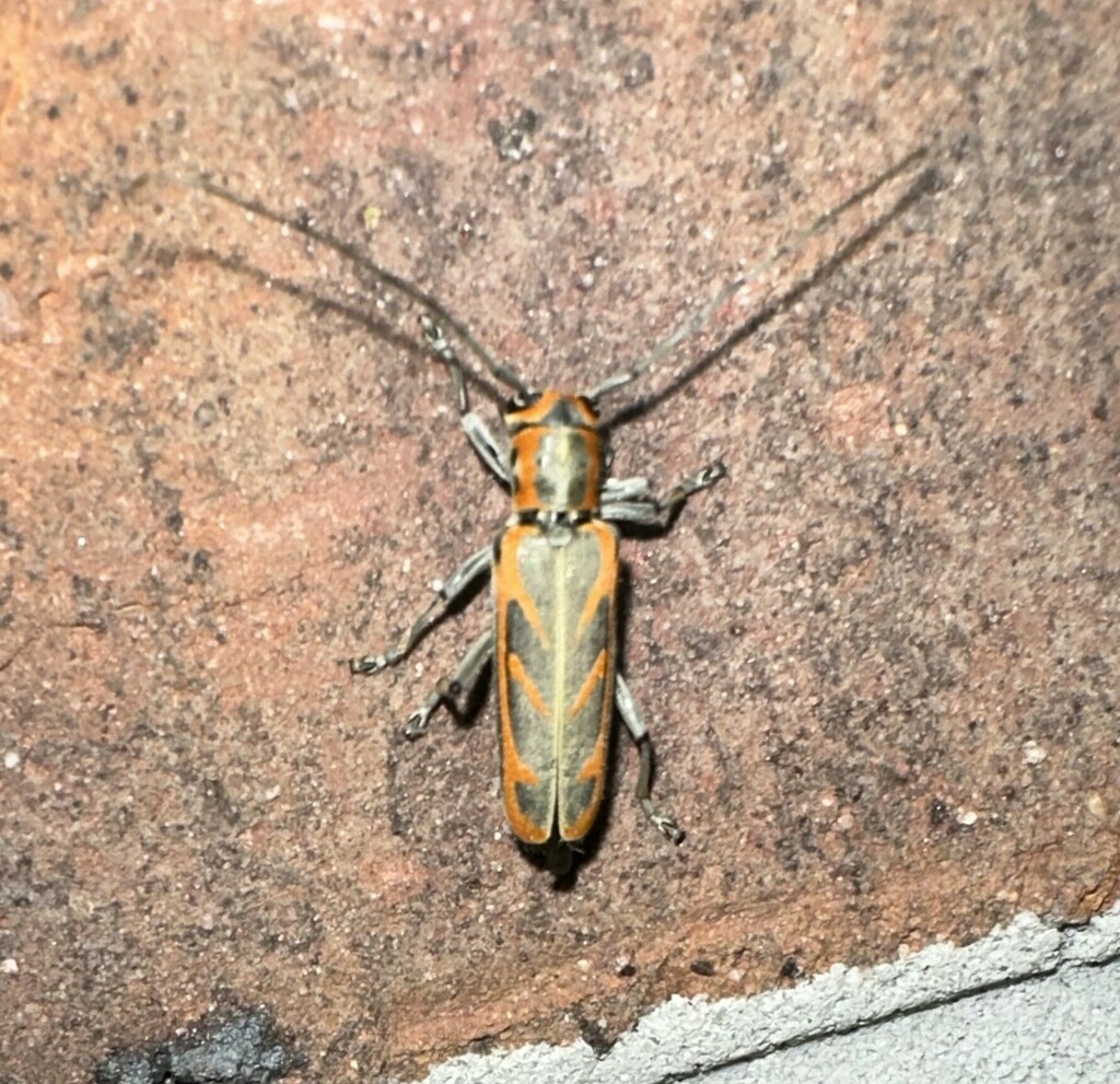 Saperda imitans from Along Ijams Branch, off of Co. Rd. 275, Lauderdale ...