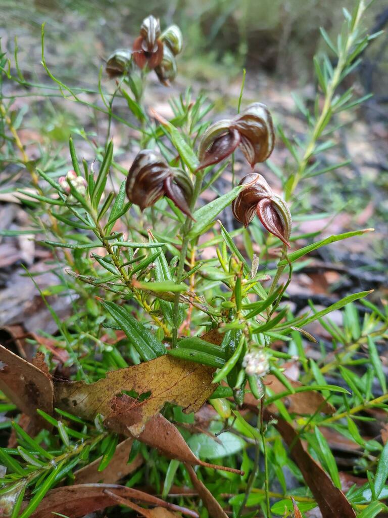 Red-banded Greenhood from Willunga Hill SA 5172, Australia on June 14 ...