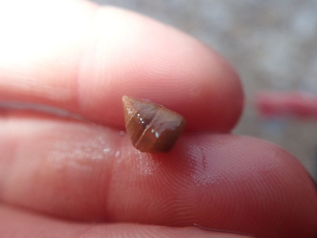 Spotted strawberry top shell from Hervey Bay QLD 4655, Australia on ...