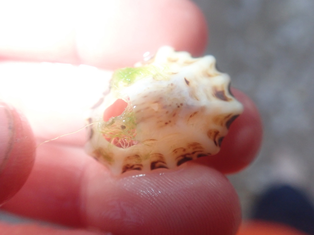 Patelloida saccharina from Hervey Bay QLD 4655, Australia on June 30 ...