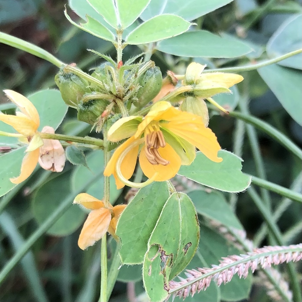 American Sicklepod from Mossman Gorge, QLD, AU on July 2, 2023 at 10:04 ...