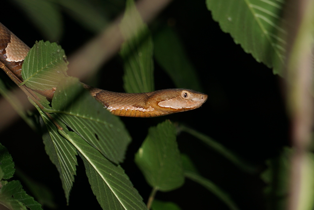 Broad-banded Copperhead from St. Edward's Park, Austin, TX, US on July ...