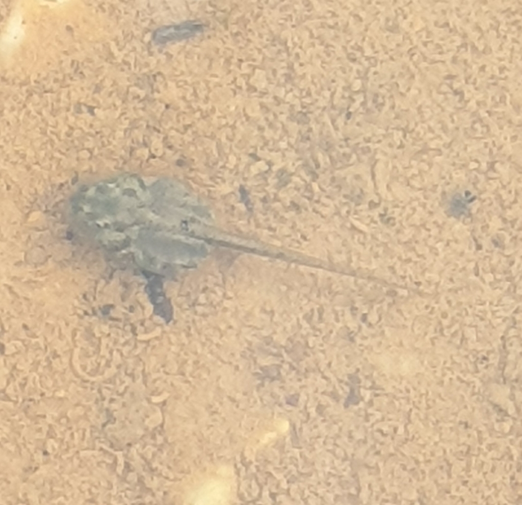 Painted Burrowing Frog from Blewitt Springs SA 5171, Australia on July ...