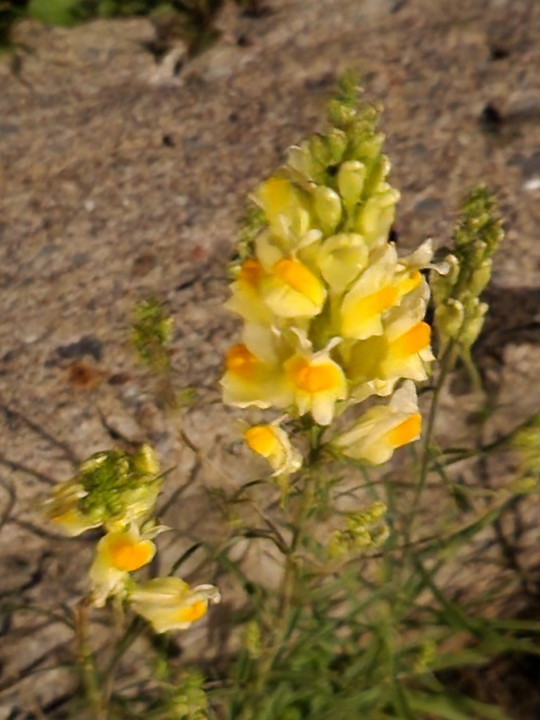 common toadflax from Lac Saint-Jean, Saguenay--Lac-Saint-Jean, QC ...