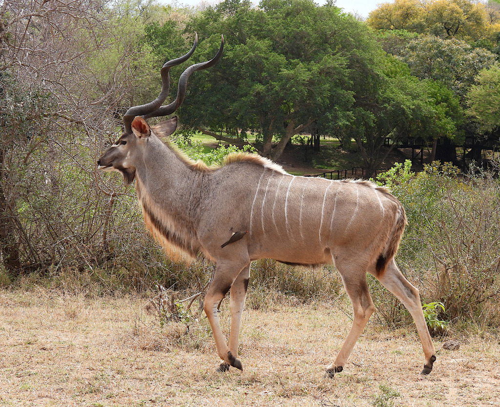 Southern Greater Kudu from Paul Kruger Gate, Kruger NP, South Africa on ...