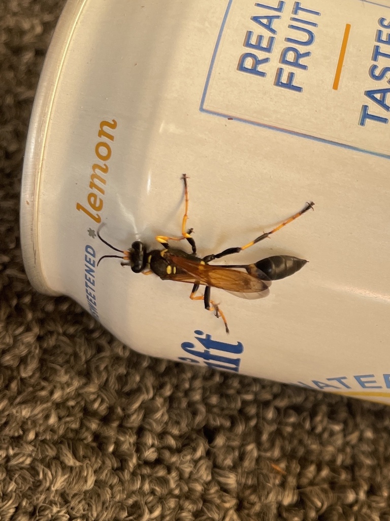 Yellow-legged Mud-dauber Wasp from Okanogan - Wenatchee National Forest ...