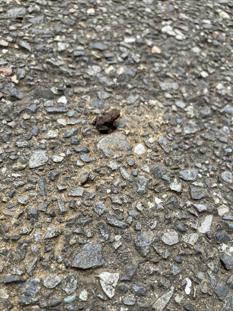 Old World Toads from Kitanomaru Garden, Chiyoda, Tokyo, JP on June 10 ...