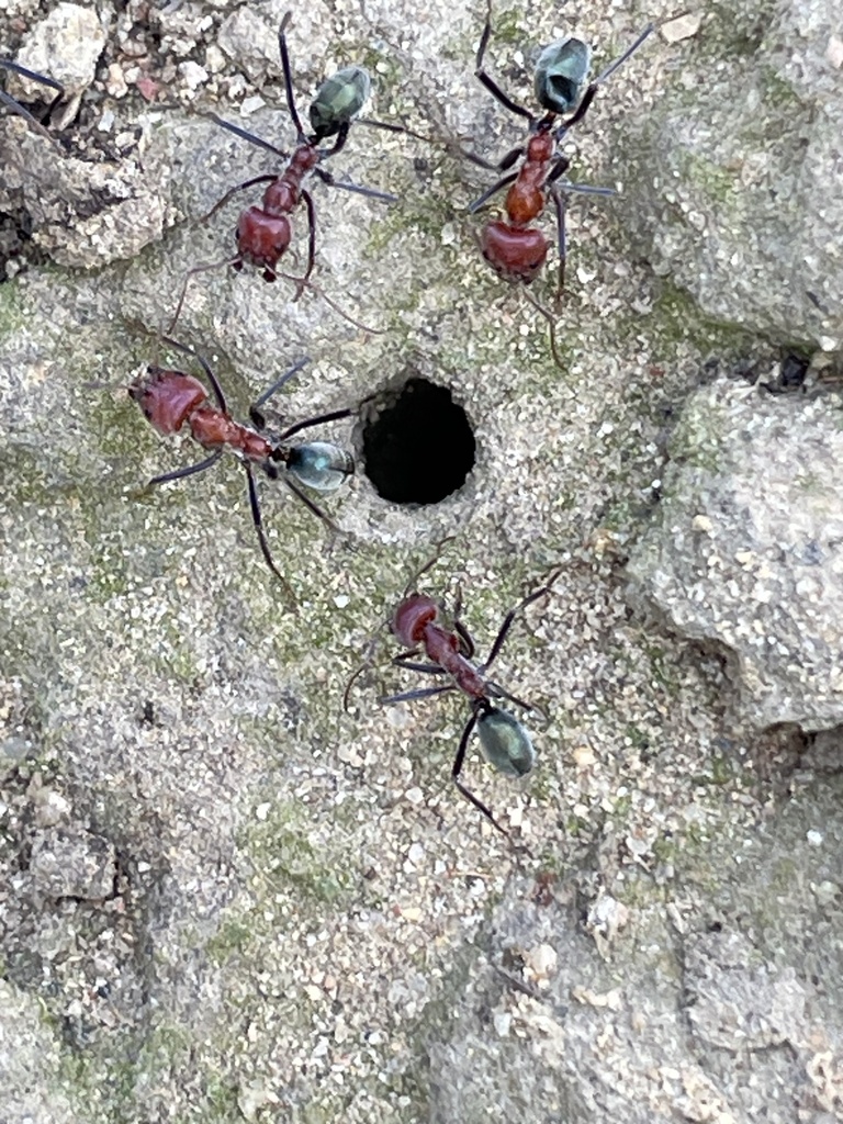 Meat Ants from Kennedy Highway, Innot Hot Springs, QLD, AU on July 3 ...