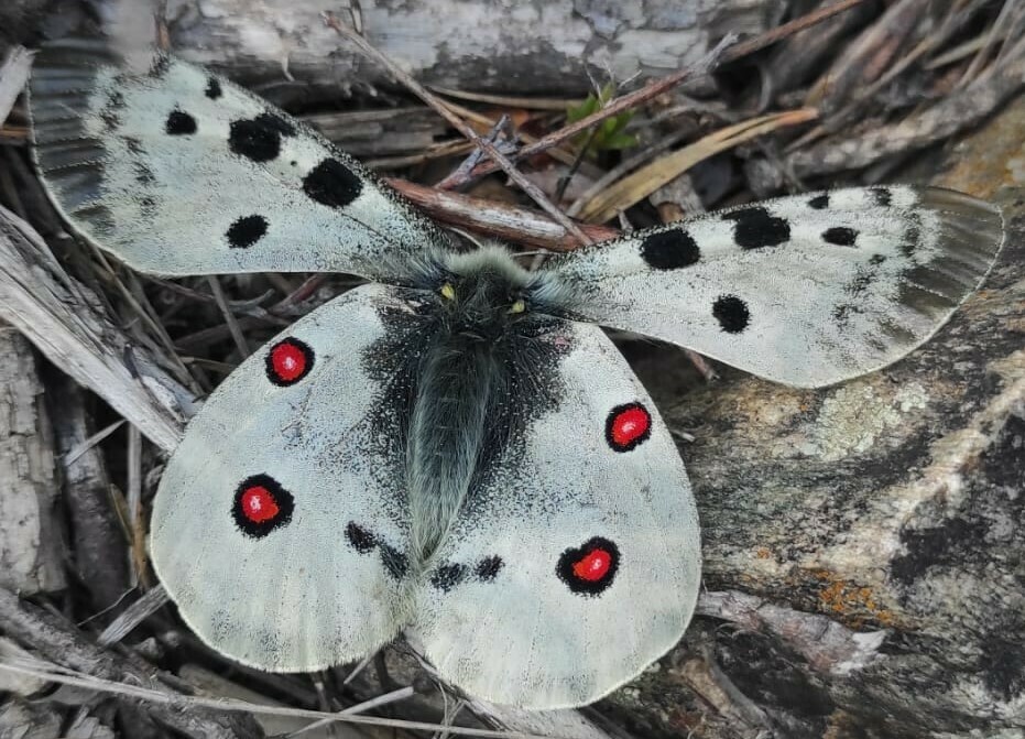 Apollo from 66230 Prats-de-Mollo-la-Preste, France on June 27, 2023 at ...