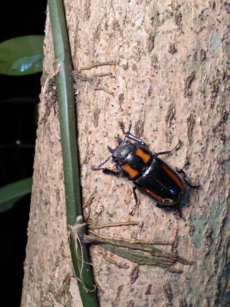 Prosopocoilus biplagiatus from 香港山頂 on July 1, 2023 at 08:36 PM by ...
