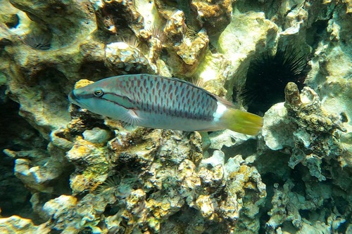 Ringtail Maori Wrasse (Field guide to fishes of the Coral Sea Marine ...