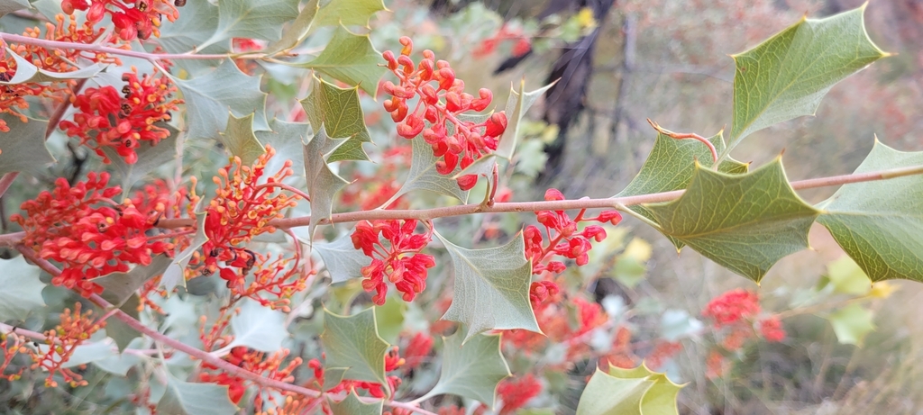 Wickham's Grevillea from Watarrka, Petermann-Simpson, AU-NT, AU on July ...