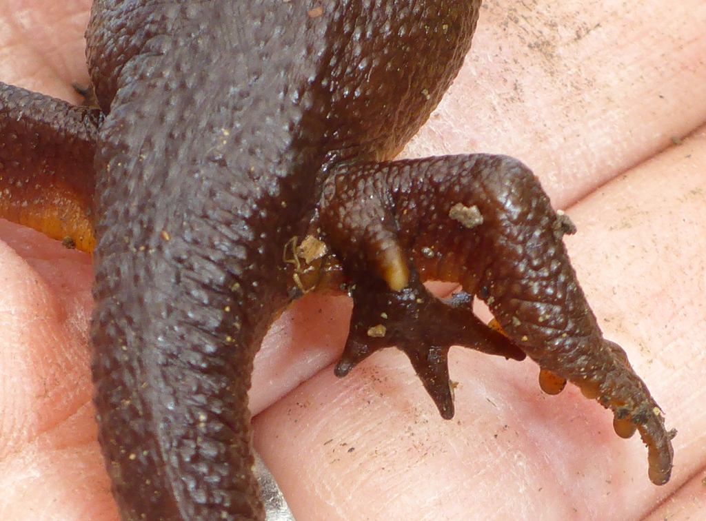 California Newt from Pleasanton Ridge Regional Park, Alameda ...