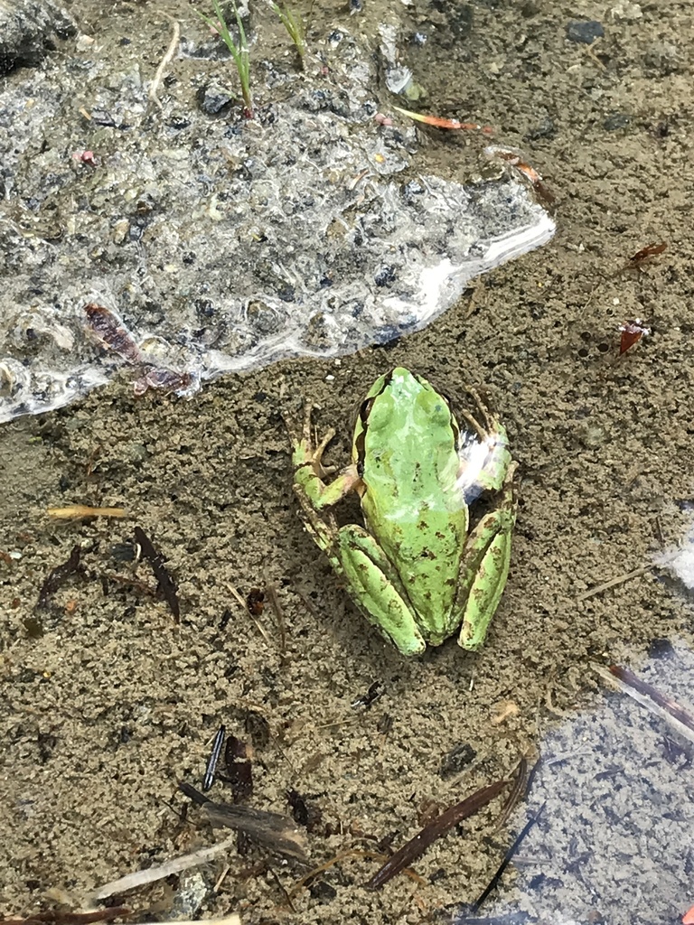 Northern Pacific Tree Frog in June 2023 by fffoliage · iNaturalist