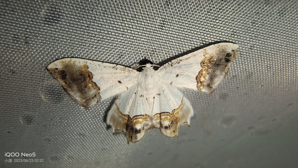 Epiplema from Kunming, CN-YN, CN on June 23, 2023 at 02:52 AM by 游 ...