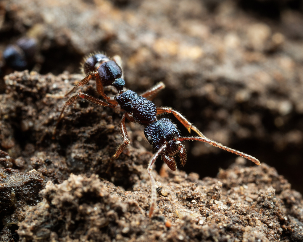 Impressa-group Pony Ants from E. Gippsland - Orbost, AU-VI, AU on July ...