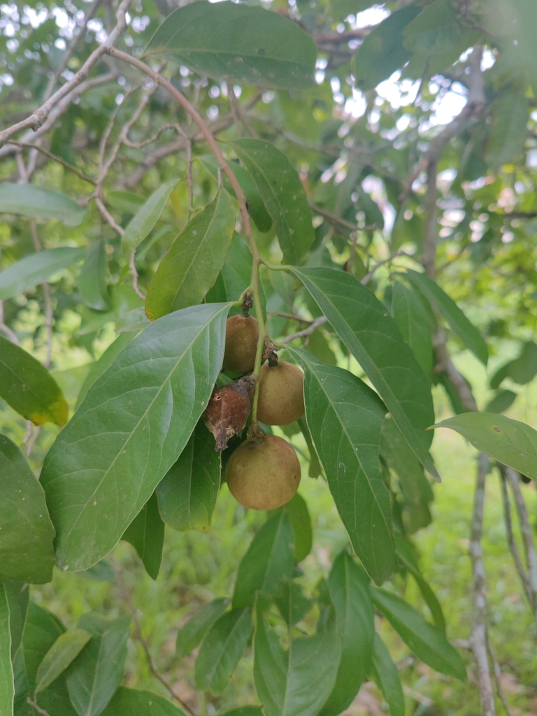Hydnocarpus hainanensis in July 2023 by duik · iNaturalist