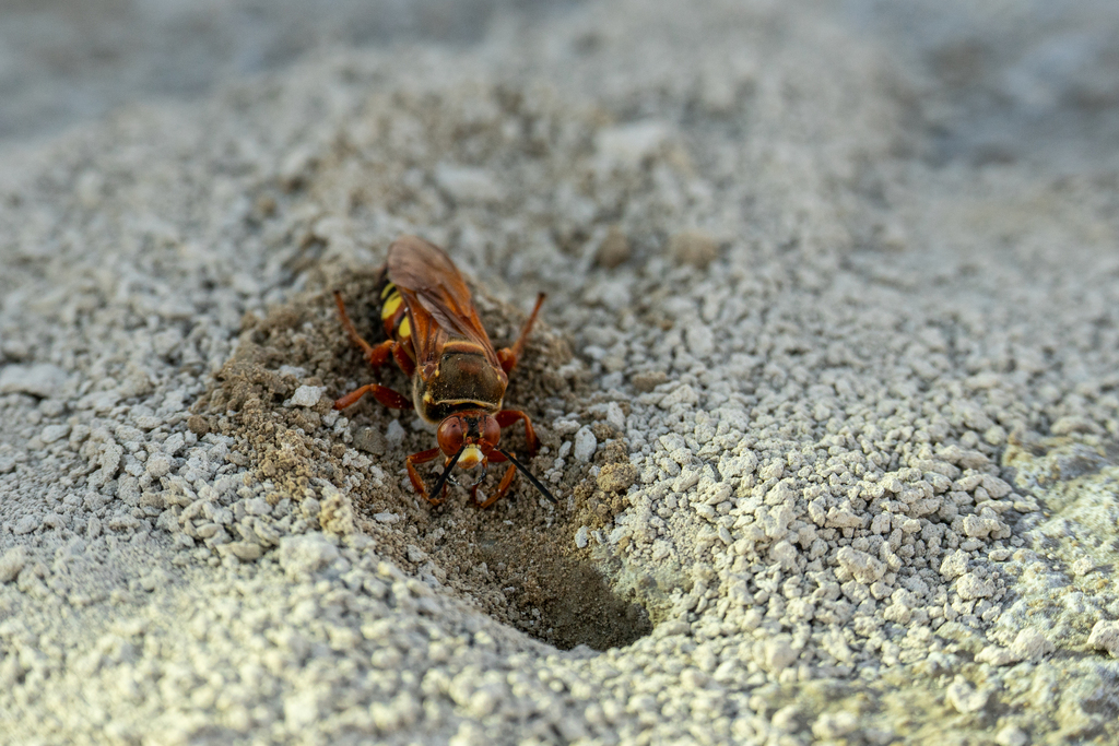 Western Cicada-killer Wasp from Humboldt County, NV, USA on June 19 ...