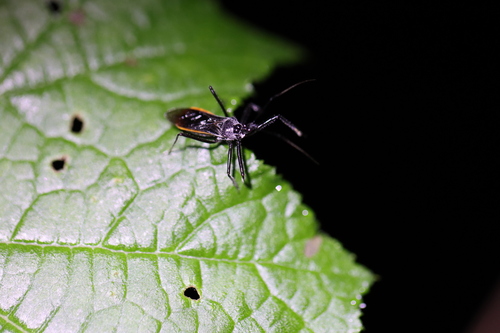 Biasticus confusus · iNaturalist
