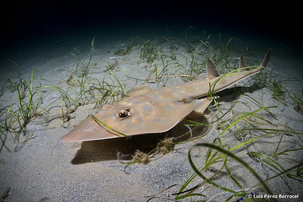 Rays (Batoidea) - Marine Life Identification