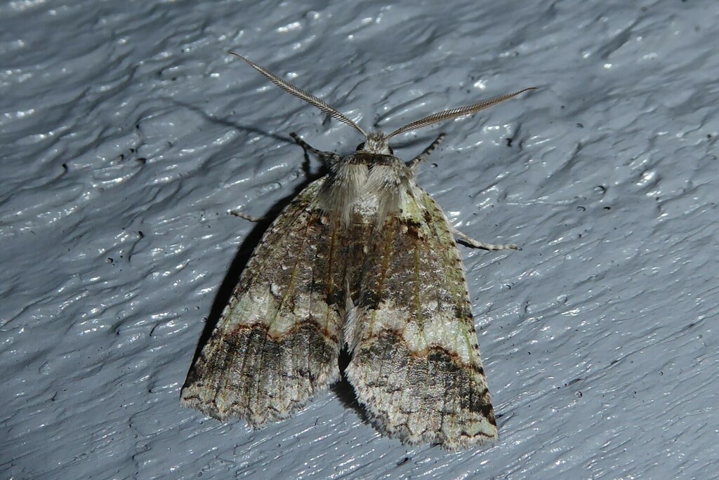 Forest Semilooper from Waikouaiti, New Zealand on June 24, 2023 at 10: ...