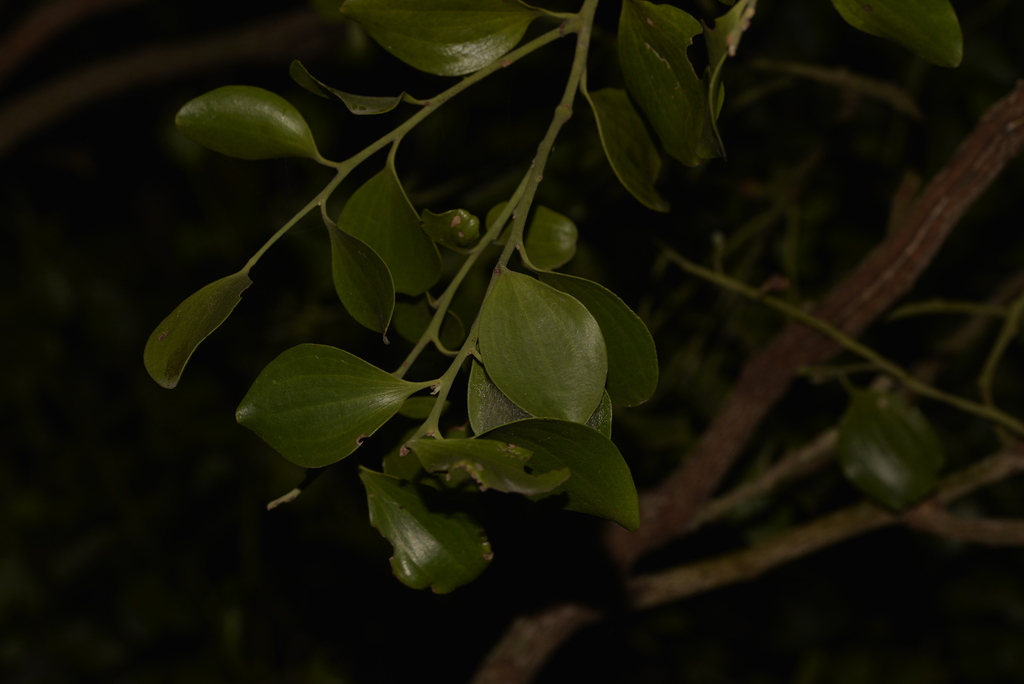Broad Leaved Native Cherry from Gold Coast QLD, Australia on July 2 ...