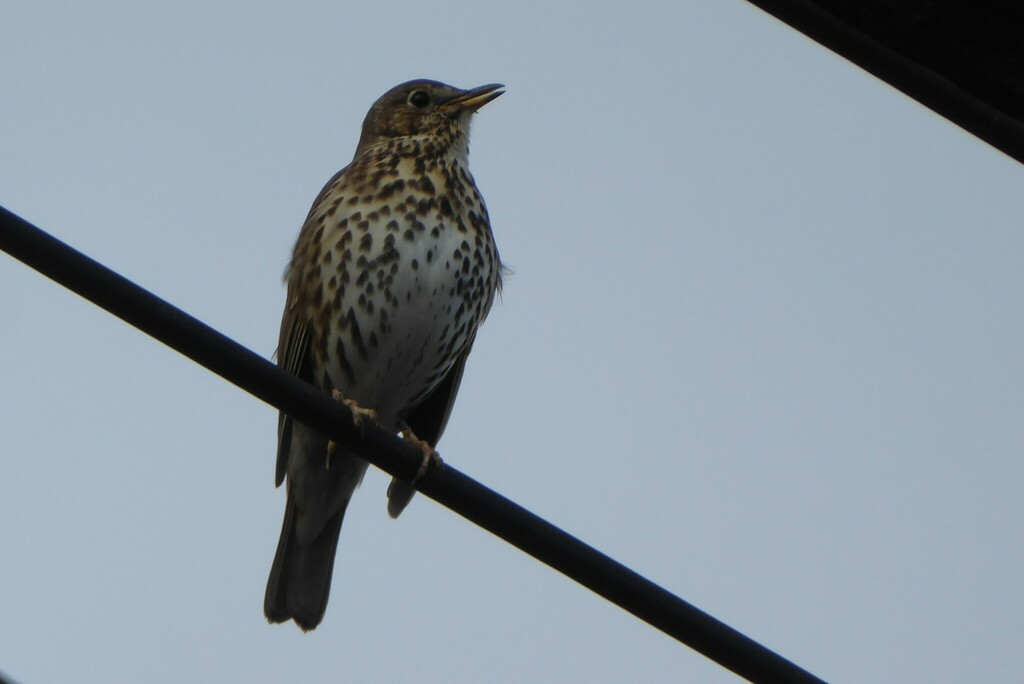 Song Thrush from Waikouaiti, New Zealand on June 28, 2023 at 02:12 PM ...