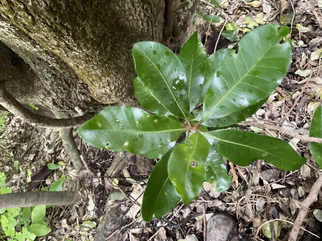 Tawapou from Cape Reinga 0484, New Zealand on July 3, 2023 at 12:56 PM ...