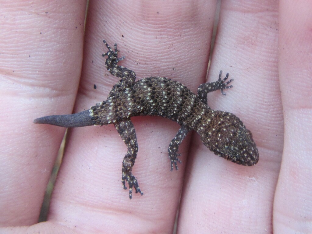Common Prickly Gecko from Watsonville QLD 4887, Australia on June 30 ...