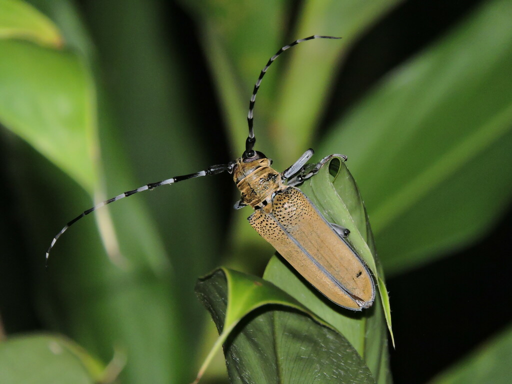 Apriona rugicollis from 115台灣台北市南港區研究院路二段128號 on July 2, 2023 at 09:14 ...