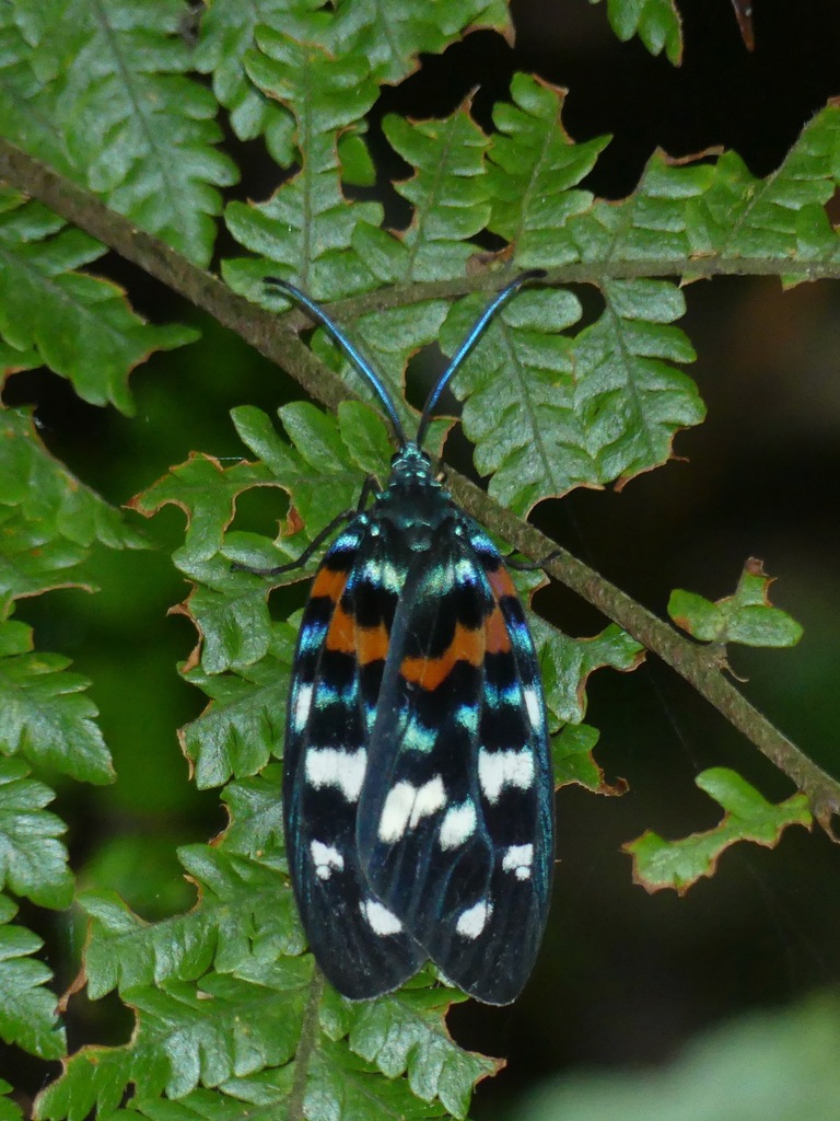 Erasmia in June 2023 by K_Kawashima · iNaturalist