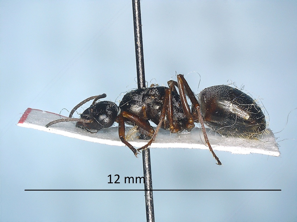 Formica subaenescens from Granby, QC, Canada on May 26, 1993 at 05:48 ...