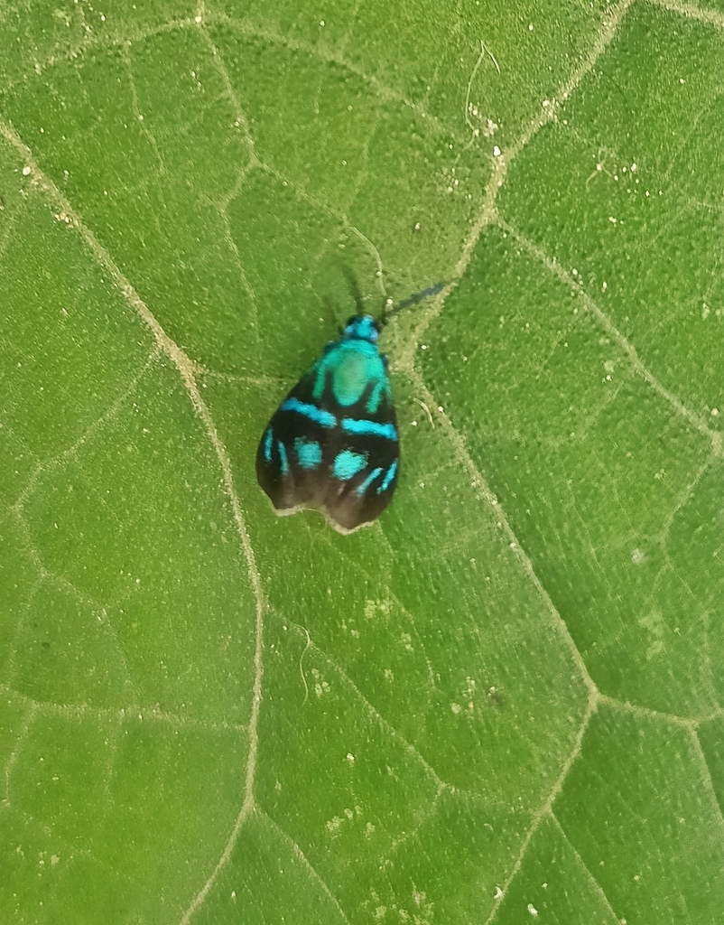 Clelea from East Sikkim, IN-SK, IN on July 1, 2023 at 02:26 PM by Dr ...