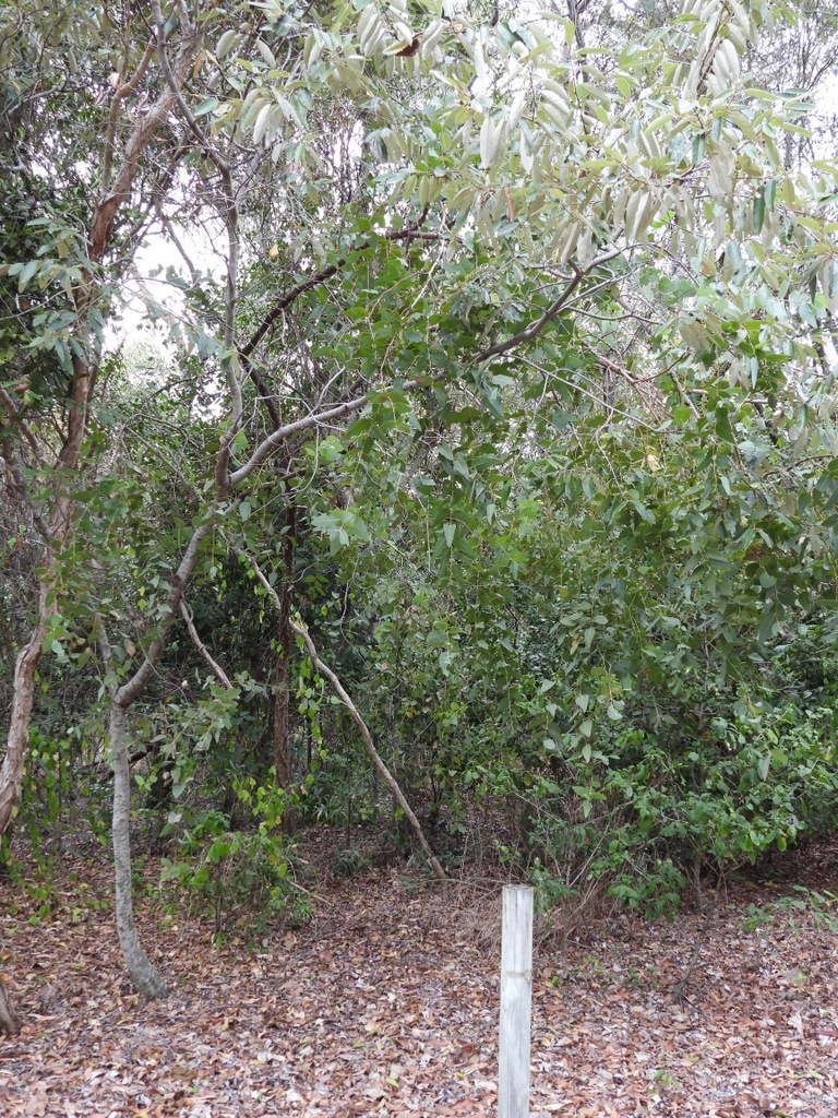 Red Ash from Tannum Sands QLD 4680, Australia on July 3, 2023 at 07:09 ...