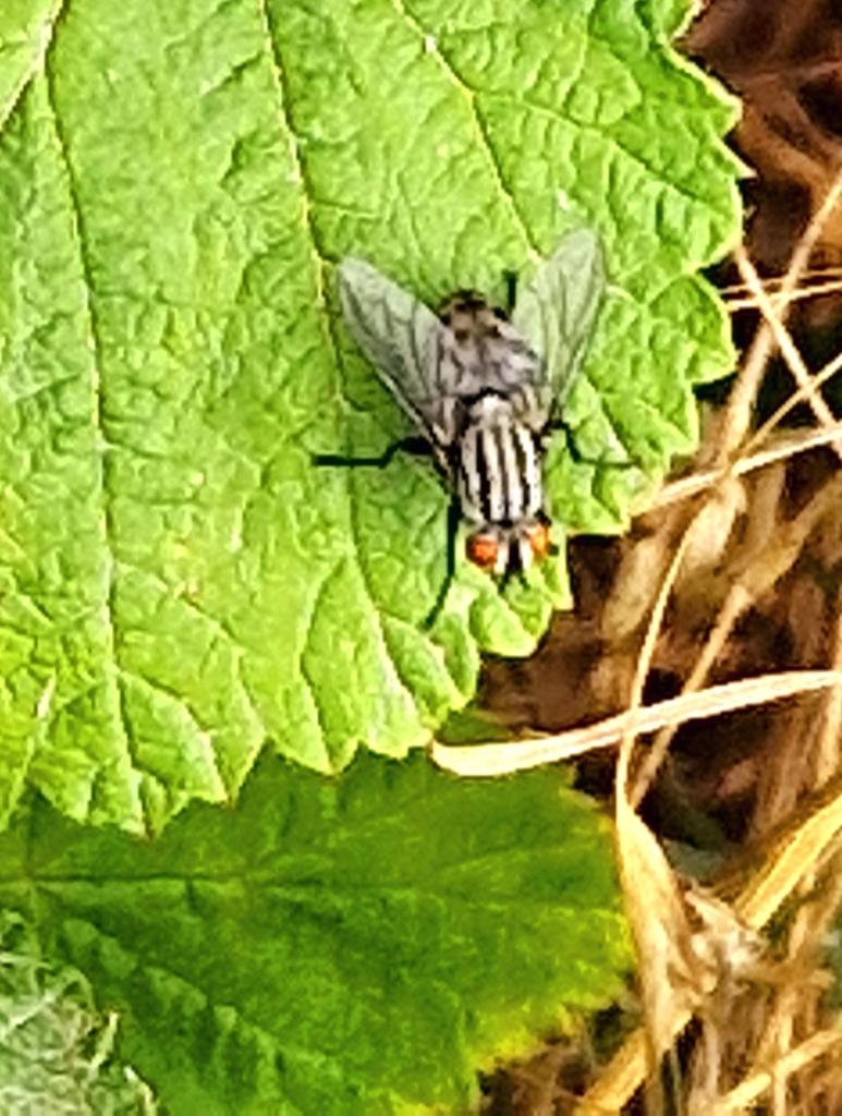 Calyptrate Flies from 9663 Kautenbach, Luxemburg on July 3, 2023 at 09: ...