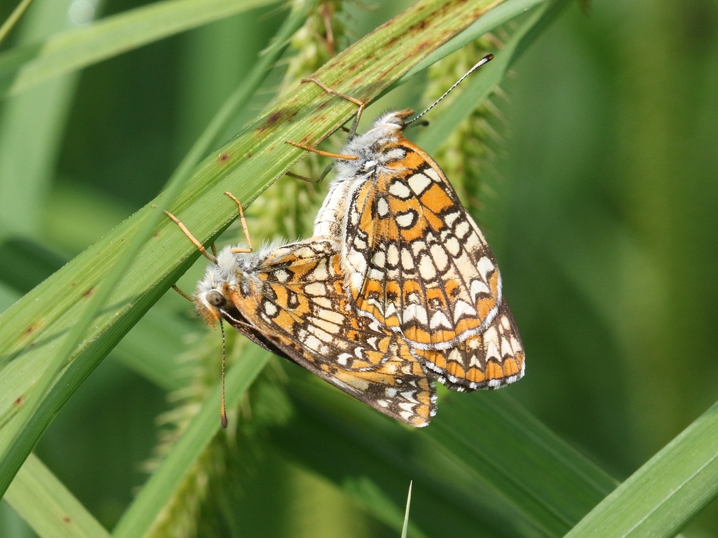 Harris's Checkerspot in July 2023 by Stephen Mirick · iNaturalist