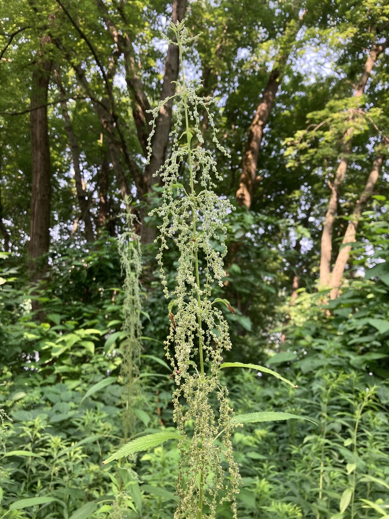 American stinging nettle from South Glastonbury, Glastonbury, CT 06073 ...