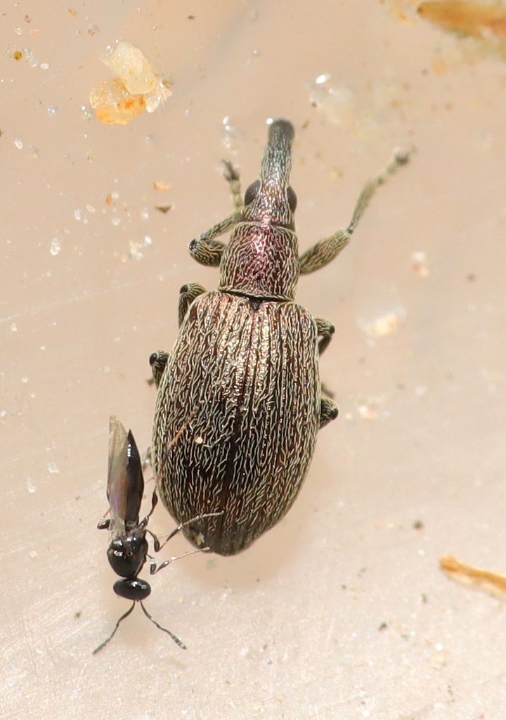 South African Emex Weevil from West Coast District Municipality, South ...