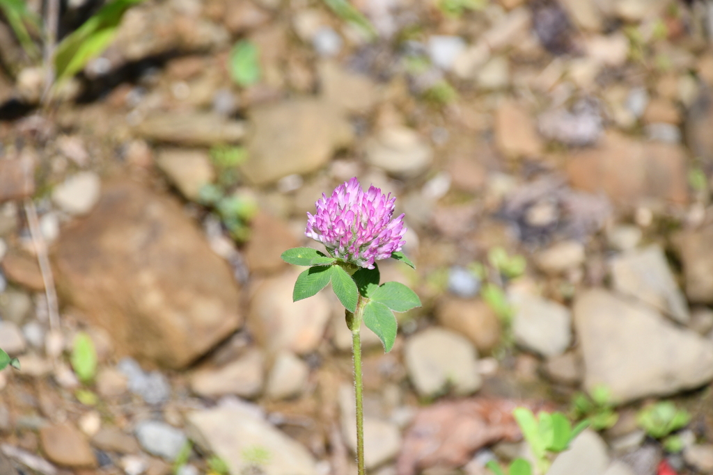 Red Clover from Clover Run Rd, West Virginia, USA on July 2, 2023 at 11 ...