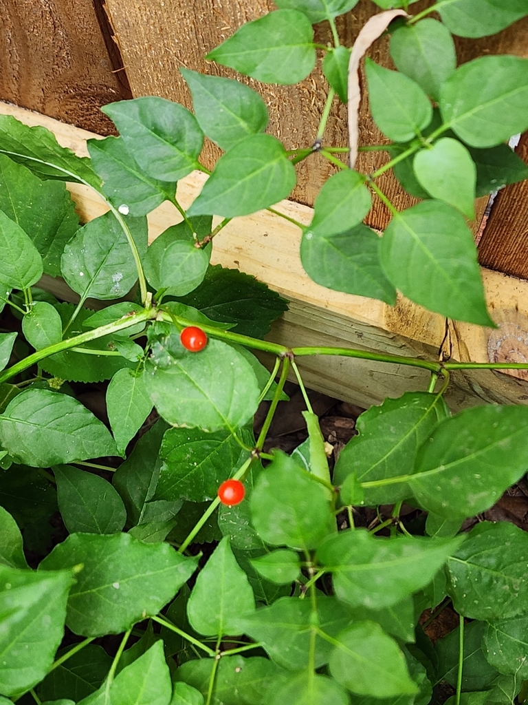 bird pepper from Pasadena, TX 77505, USA - My Backyard on July 2, 2023 ...