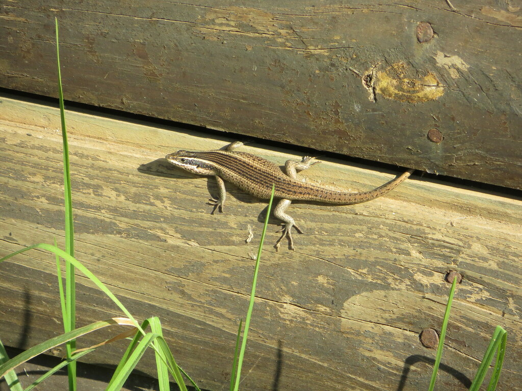Speckled Rock Skink from Saxonwold, Houghton Estate, Johannesburg, 2196 ...