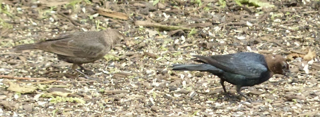 Brown-headed Cowbird from Balgriffin, Dublin, OH 43016, USA on July 2 ...