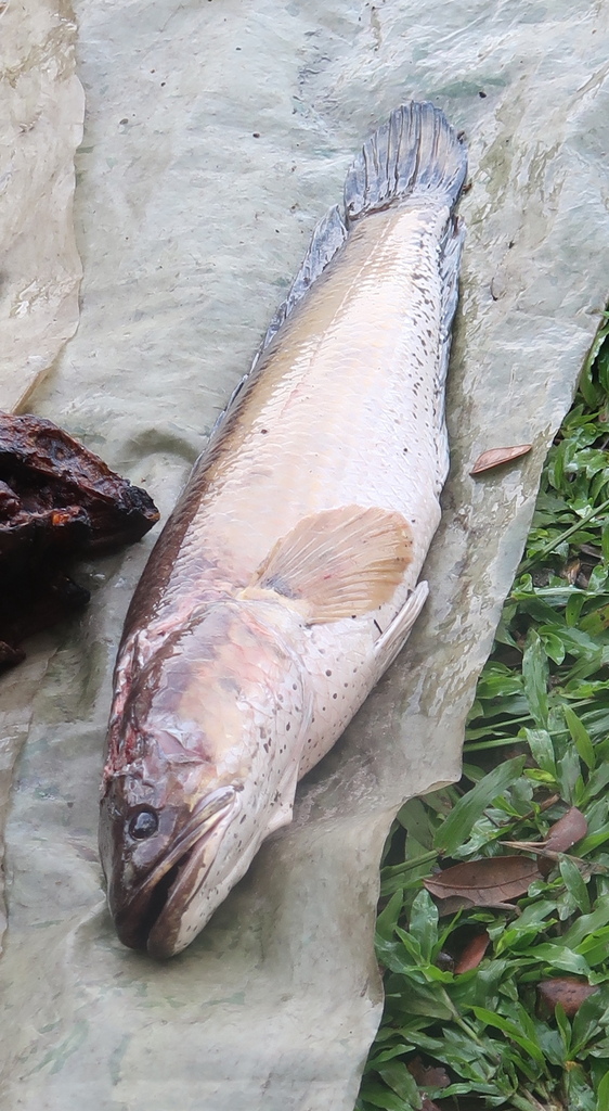 Striped Snakehead in June 2023 by barefootwanderer · iNaturalist