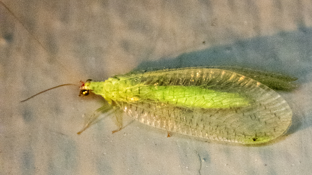 Chrysopa oculata from Shepard Settlement, Onondaga County, NY, USA on ...