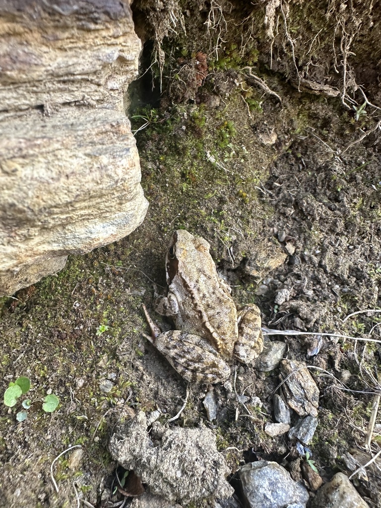 European Common Frog from Imst, AT-TR, AT on July 3, 2023 at 11:21 AM ...