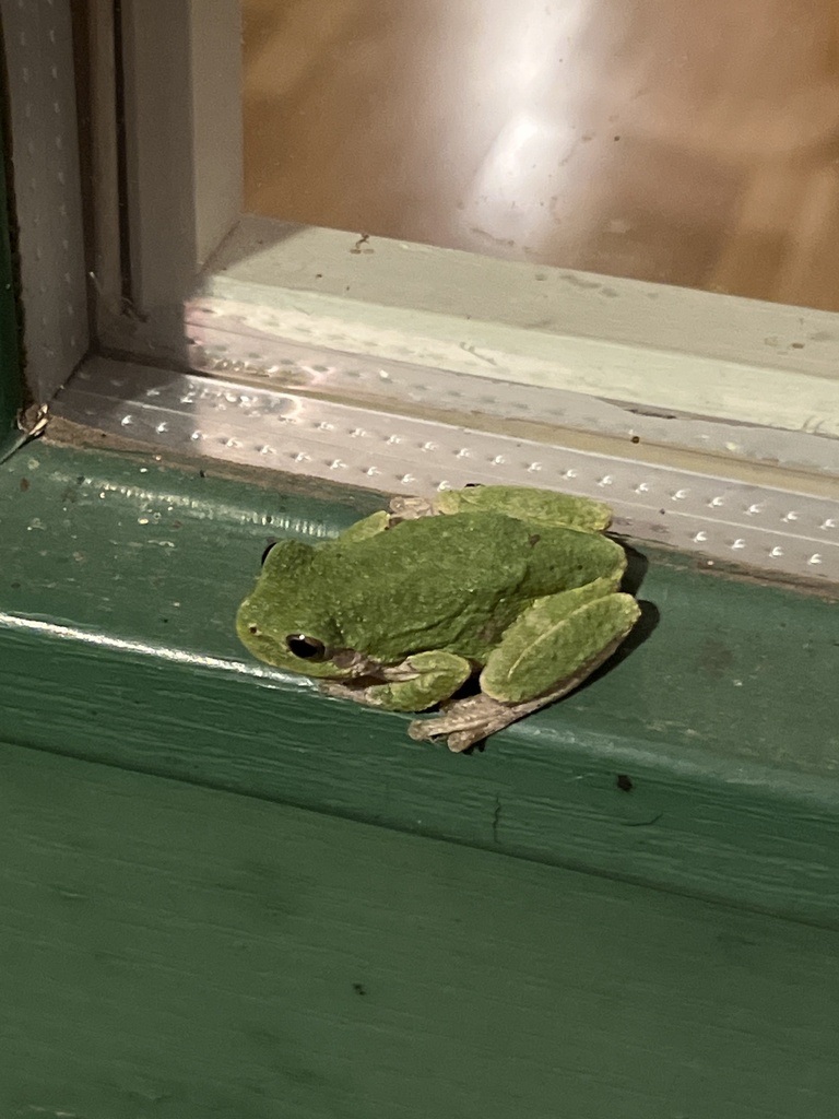 Gray Treefrog Species Complex from Spore Rd, Argyle, WI, US on July 2 ...