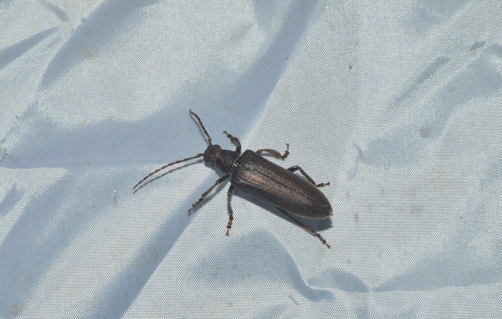 Philus antennatus from 中国浙江省杭州市西湖区 on June 30, 2023 at 10:21 PM by 江国彬 ...