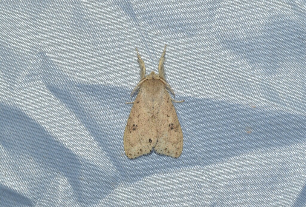 Calliteara angulata from 中国浙江省杭州市西湖区 on June 30, 2023 at 10:27 PM by ...