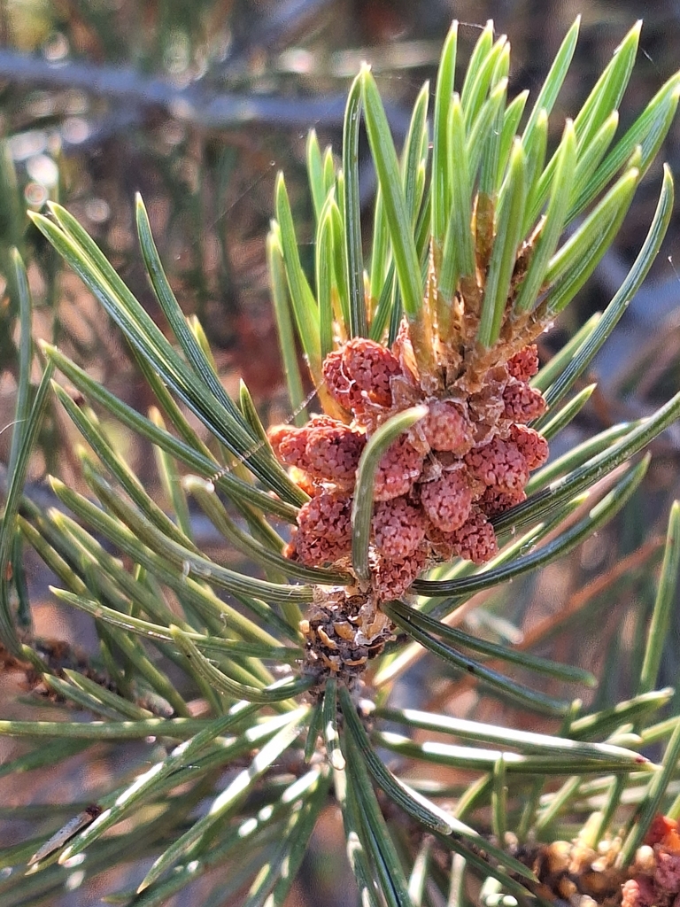 Colorado Pinyon from 86336美國亞利桑那塞多納 on July 3, 2023 at 07:18 AM by 陳豊鍾 ...